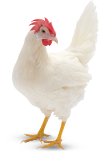 Layer breeds - Pluriton