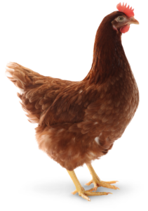 Layer breeds – day-old chicks - Pluriton